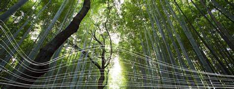 Taking Concurrent Evidence In International Arbitration For Procedural