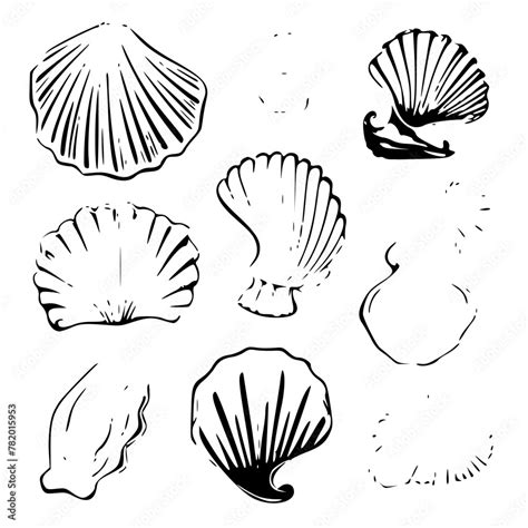 Seashells Svg Seashell Svg File Ocean Svg Marine Clipart Seashell