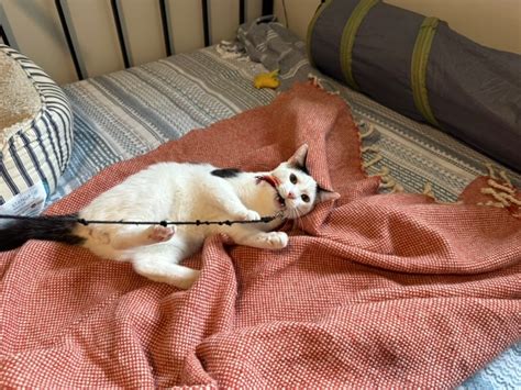 Warm Fuzzy Tale Lehma • Seattle Area Feline Rescue