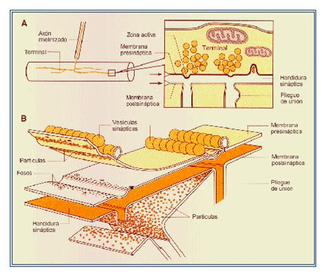 Neurociencia Y Plasticidad Cerebral Sinapsis
