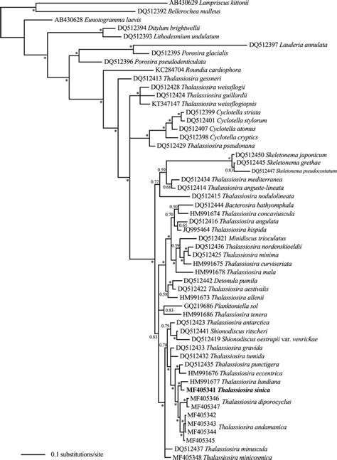 Phylogenetic Tree From Bayesian Inference Bi Based On Lsu Sequences Download Scientific