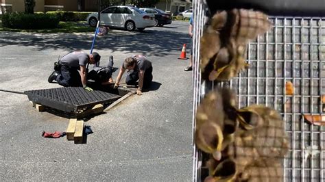 Firefighters Rescue Ducklings That Fell Through Sewer Grate Fox 35