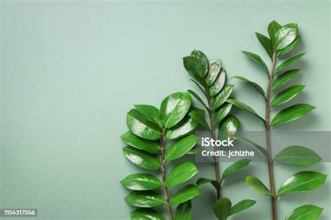 녹색 배경에 Zamioculcas Zamiifolia 리아의 이국적인 나뭇잎 평면도 복사 공간 열 대 녹색 잎으로 만든 창조적