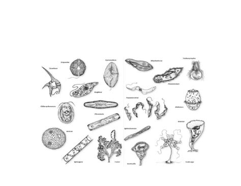 Reino Eubacteria Pdf