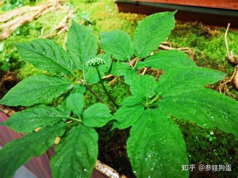 盆栽人参的基本种植常识很重要！人参盆景可镇宅真没几个懂 知乎