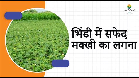भड म सफद मकख क लगन YouTube