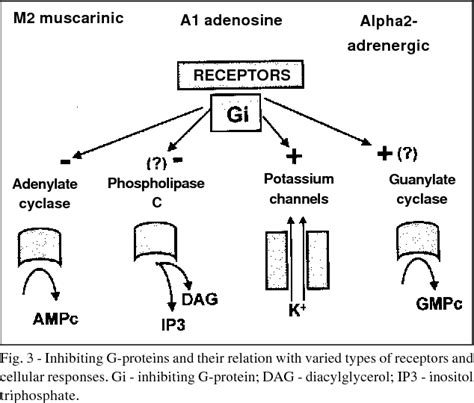 Figure From The Role Of G Proteins In The Pathophysiology Of The