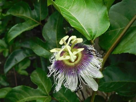 Passion Fruit Varieties Characteristics Types Benefits And Complete