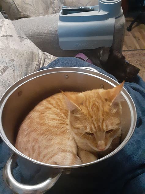 Have A Pic Of My Baby Orange Freya Sitting In A Barf Pot Luckily With No Barf In It This Is