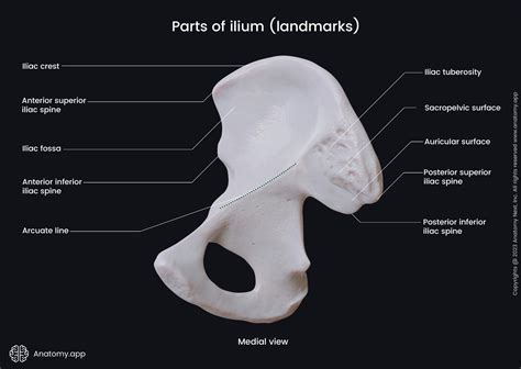 Posterior Superior Iliac Spine