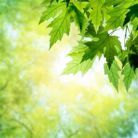 دانلود عکس برگ سبز زیبا با پرتوهای درخشان خورشید دیجیو