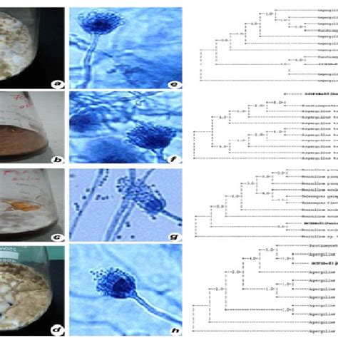 ncbi blast tree based on fast minimum evolution method clearly download scientific diagram