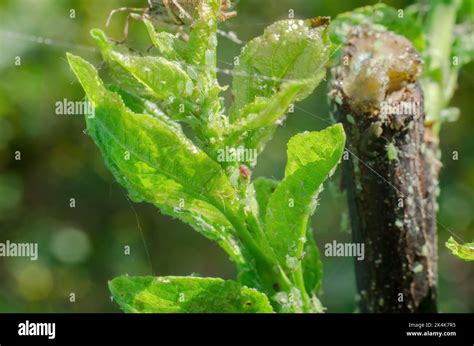 Aphids On A Young Branch Of A Tree Tree Diseases Horticulture Stock