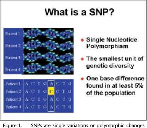 Figure 1 From A Primer On Snps Part 1 Single Nucleotide Polymorphisms Snps Offer The