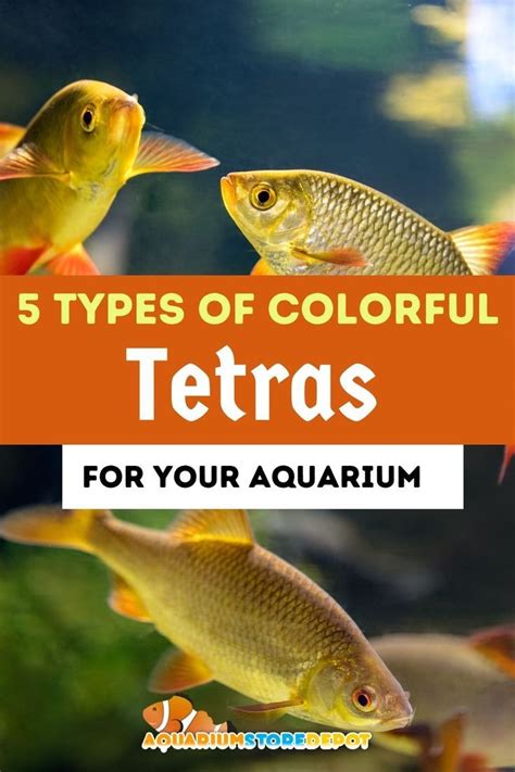 Types Of Tetras 21 Of The Best With Pictures Tetra Fish Fresh