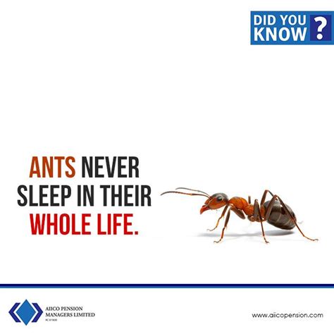 Ants Dont Sleep Homeplatform