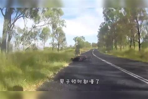男子正在骑车，惨被喜鹊一路“追杀”，对着男子一顿猛啄暴击！