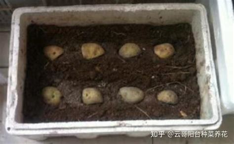 教你在阳台种土豆掌握几个步骤土豆又大又好吃 知乎