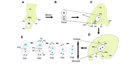 Schematic Of Female Gametophyte Development Based On The Model Plant