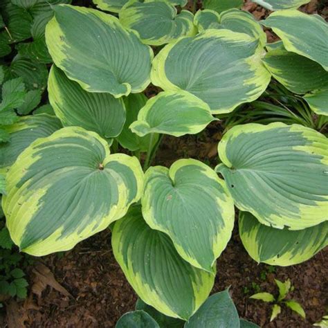 Earth Angel – Bentley Gardens