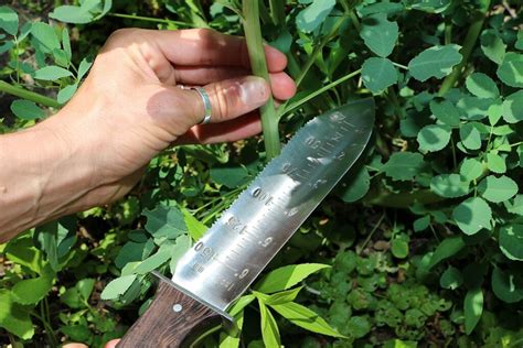 Hori Hori Knife Review A Premium Japanese Gardening Tool Japanese
