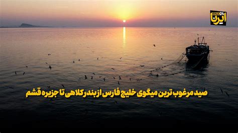 فیلم صید مرغوب ترین میگوی خلیج فارس از بندر کلاهی تا جزیره قشم ایرنا