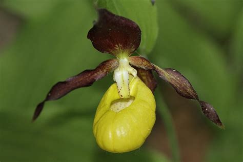 Comment rempoter une Orchidées sabot de Vénus Housekeeping Magazine
