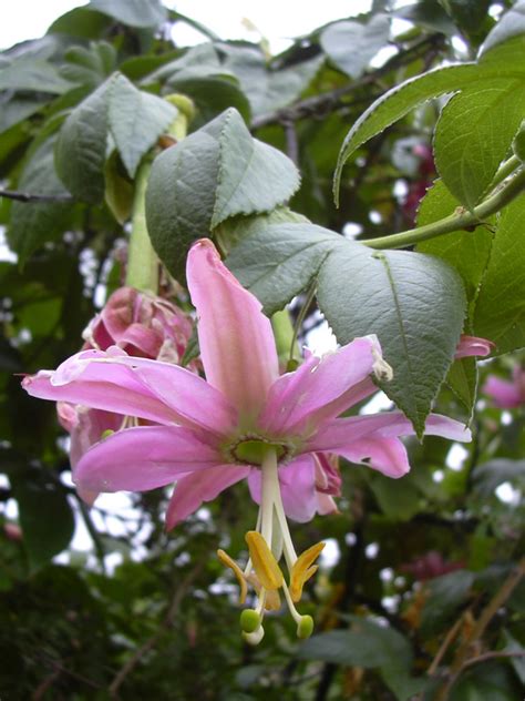 Growing The Exotic Passionflower In Your Garden Hubpages