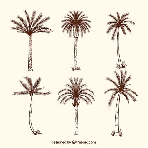 Palmier 벡터 Freepik에서 무료 고품질 벡터를 다운로드하세요 Freepik
