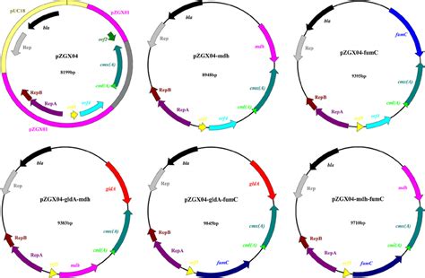 Plasmid Maps Of The Shuttle Vector And Expression Vectors Pzgx04