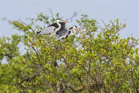 Garza gris Ardea cinerea garza gris común grande de lagos y ríos