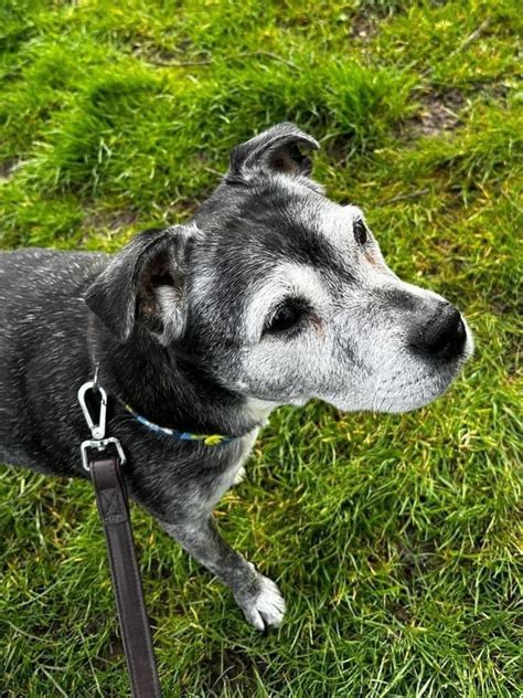 Patsy Ready For Adoption Now Ssc