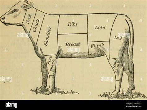 Beef Carcass Parts