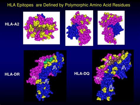 PPT HLA Matching At The Epitope Level The Way To Go PowerPoint Presentation ID 3199933