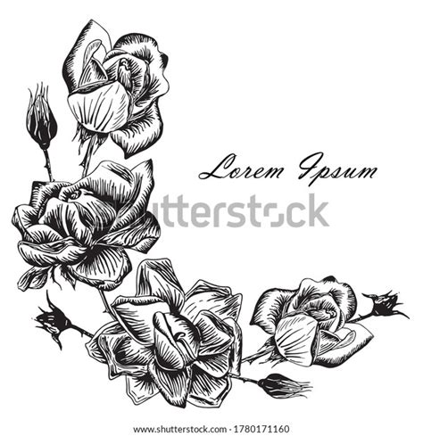 Rose Background Frame Lorem Ipsum Flowers Stock Vector Royalty Free
