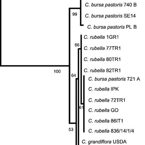 The Single Most Parsimonious Tree Of Length 74 Steps For The Cpdna