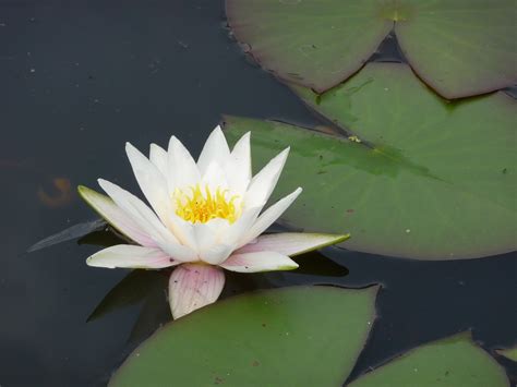 Flower Water Lily Free Photo On Pixabay Pixabay