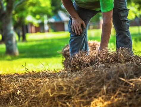 5 Alternatives To Mulch