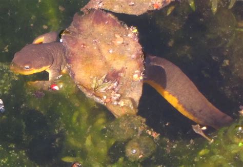 California Newts Project Noah