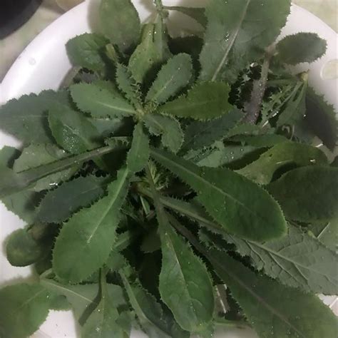 農村婆婆進城到兒子別墅，拔了小花園的草結果讓家人都呆了 每日頭條