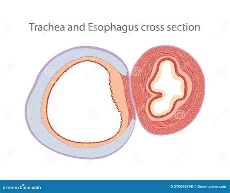 Trachea And Esophagus Cross Section Royalty Free Stock Image 270046798