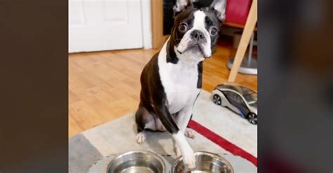 Un Maître Fait Semblant De Mettre Son Chien Au Régime Et Filme La
