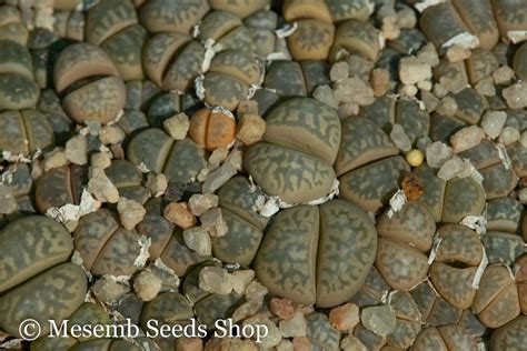 Lithops Marmorata Ea717 Umdausensis 50 Seeds Selecta Succulents