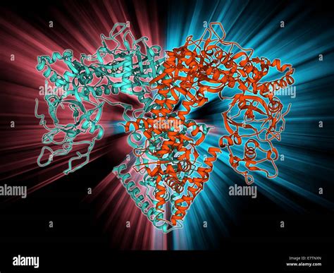 Rna Dependent Rna Polymerase Molecular Model This Enzyme Catalyses