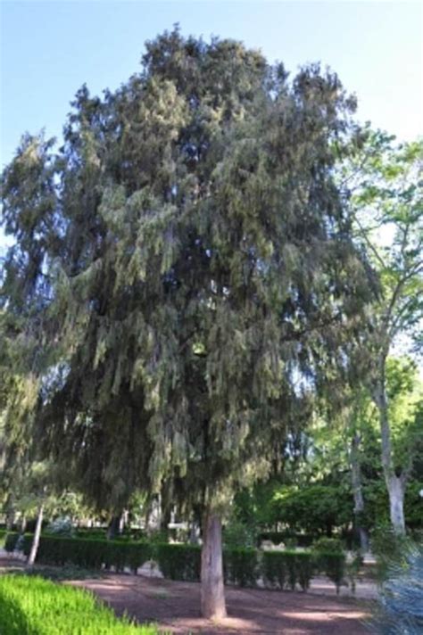 10 Chinese Weeping Cypress Tree Seeds Etsy