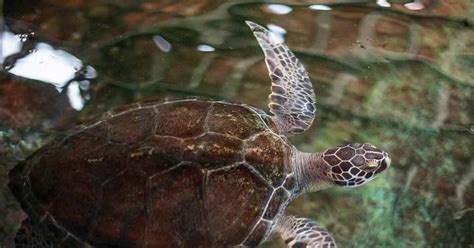 2025 Jonathan The Worlds Oldest Turtle Turns 190