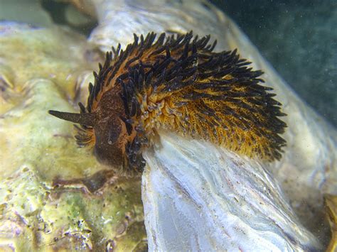 Snail Shell Nude Snails Free Photo On Pixabay