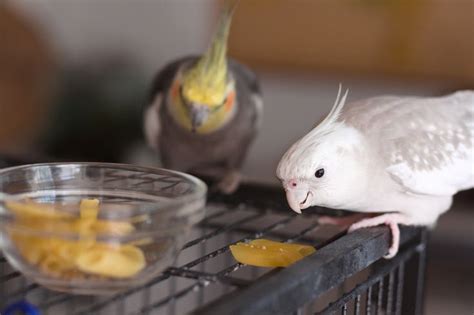 Safe And Unsafe Foods For Cockatiels