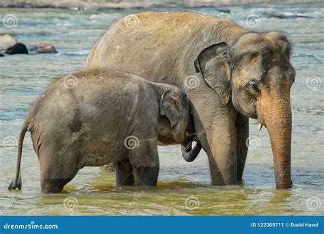 Sri Lankan Elephant Elephas Maximus Maximus Sri Lanka Stock Image