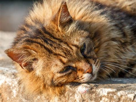 Adopter Un Chat Senior Peut Le Sauver De Leuthanasie